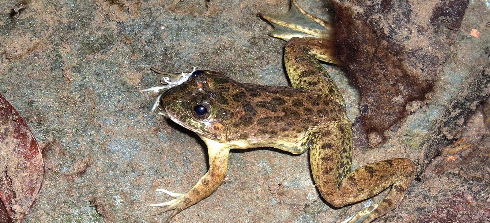 Amphibians & Fishes Of Iran