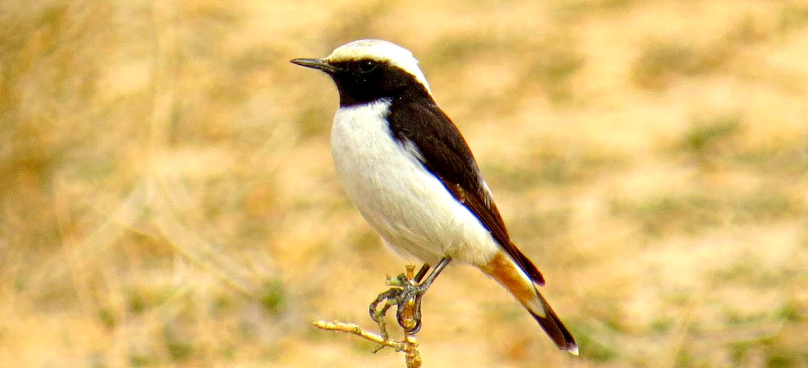 Birds Of Iran